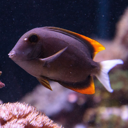 Bristletooth Tomini Tang – Concrete Blonde Aquatics