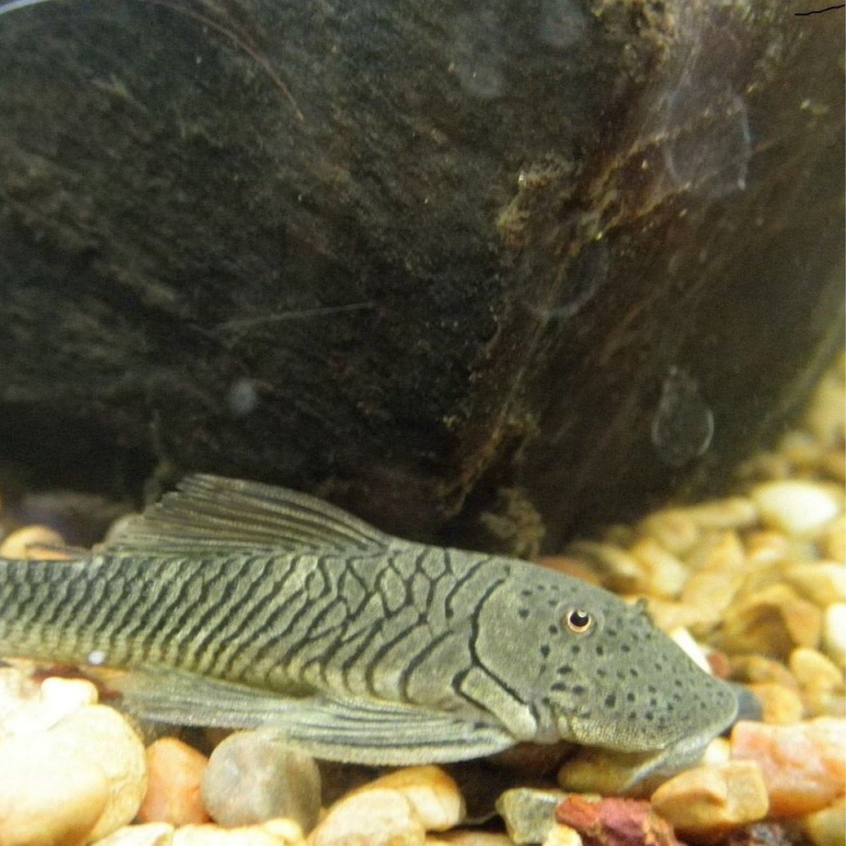 RubberNose Pleco - L187 – Concrete Blonde Aquatics