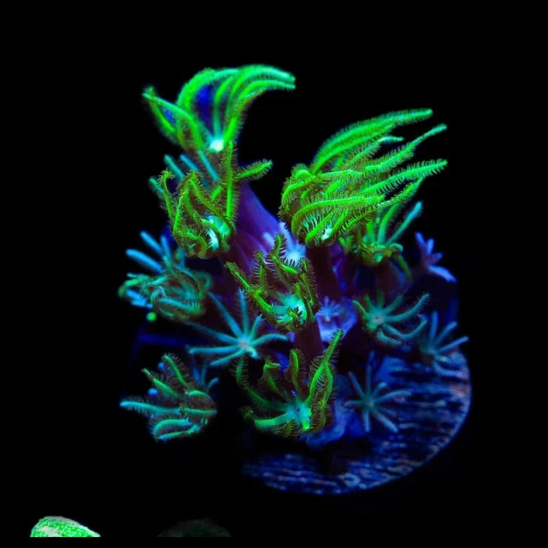 Top Shelf Aquatics Green Aussie Pipe Organ frag – Concrete Blonde Aquatics